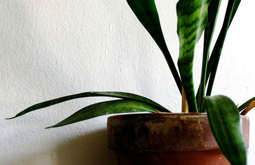 Evinizde soluduğunuz havayı temizleyen bitkiler