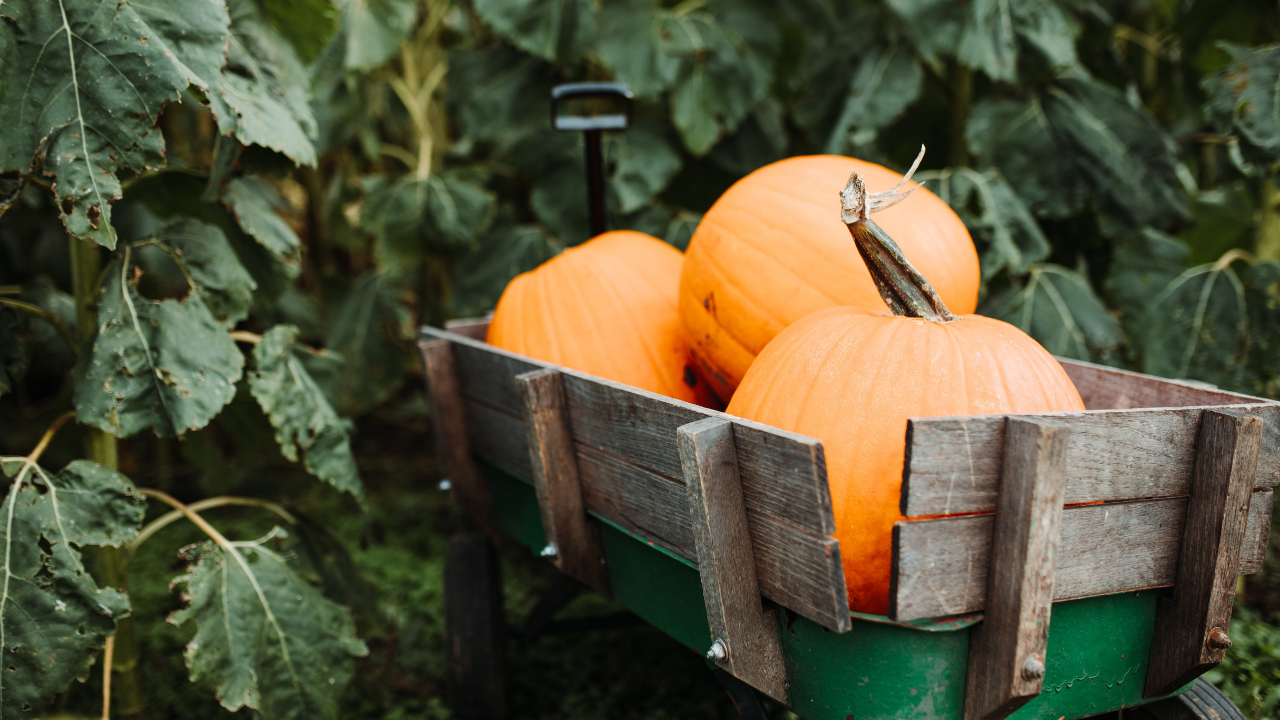 Balkabağı bu kış mutfağınızı ele geçirecek: 3 farklı balkabağı tarifi ...