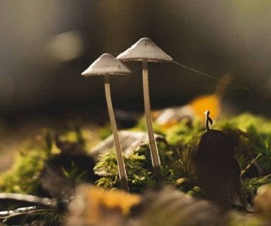 Ekolojik kumaşlar: Doğa dostu ve sürdürülebilir kumaş çeşitleri