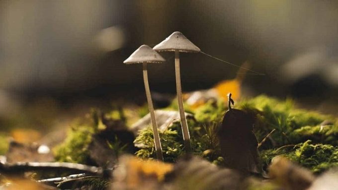 Ekolojik kumaşlar: Doğa dostu ve sürdürülebilir kumaş çeşitleri