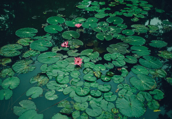 Lotus çiçeği anlamı ve özellikleri