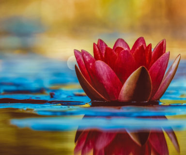 Lotus çiçeği anlamı ve özellikleri