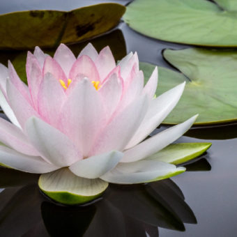 Lotus çiçeği anlamı ve özellikleri