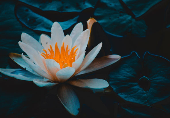 Lotus çiçeği anlamı ve özellikleri