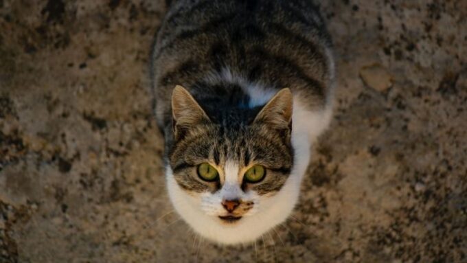 American Keuda Kedisi Özellikleri ve Bakımı - Uplifers