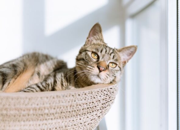 American Keuda Kedisi Özellikleri ve Bakımı - Uplifers