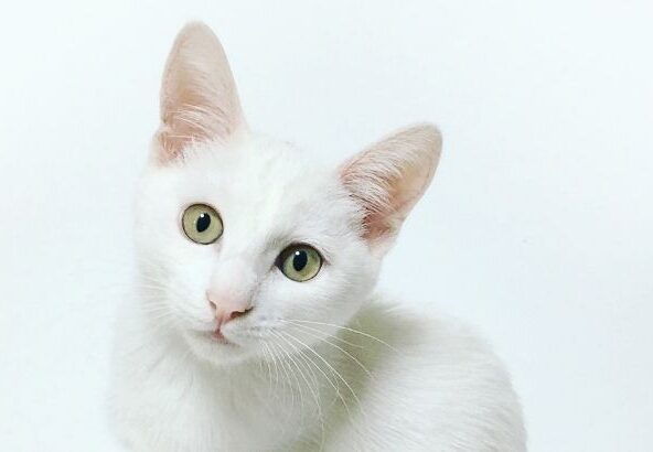 American Keuda Kedisi Özellikleri ve Bakımı - Uplifers