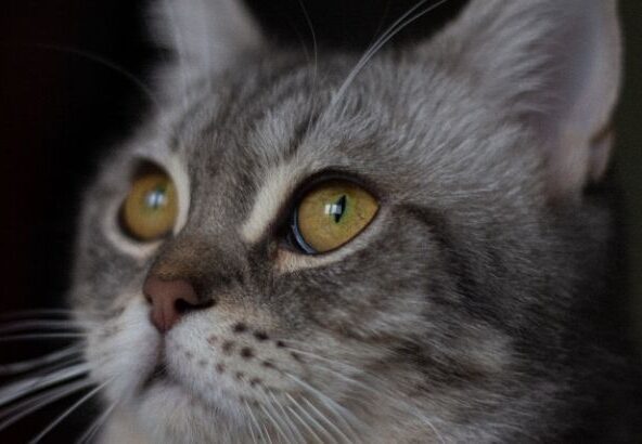 American Keuda Kedisi Özellikleri ve Bakımı - Uplifers