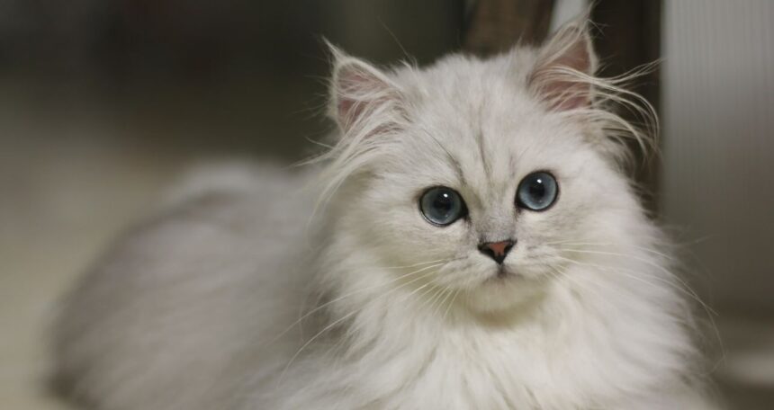 Chinchilla Kedisi Özellikleri ve Bakımı - Uplifers