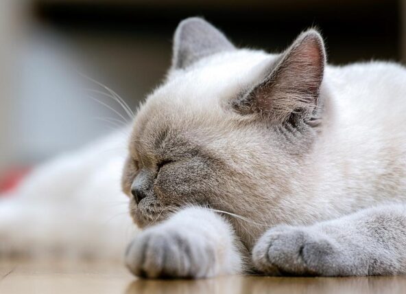 Colorpoint Shorthair Kedisi Özellikleri ve Bakımı - Uplifers