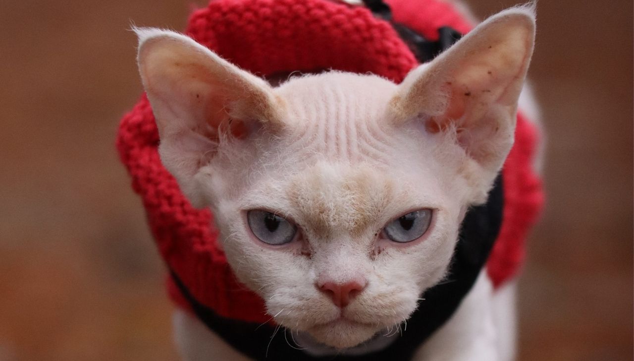 Cornish Rex Kedisi Özellikleri ve Bakımı - Uplifers