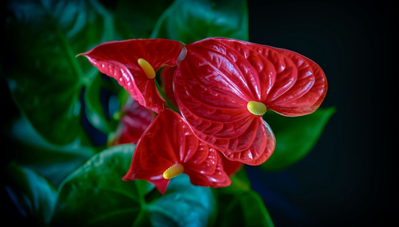 Antoryum Bakım Kılavuzu- Uplifers