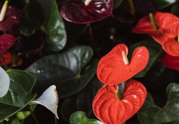 Antoryum Bakım Kılavuzu- Uplifers