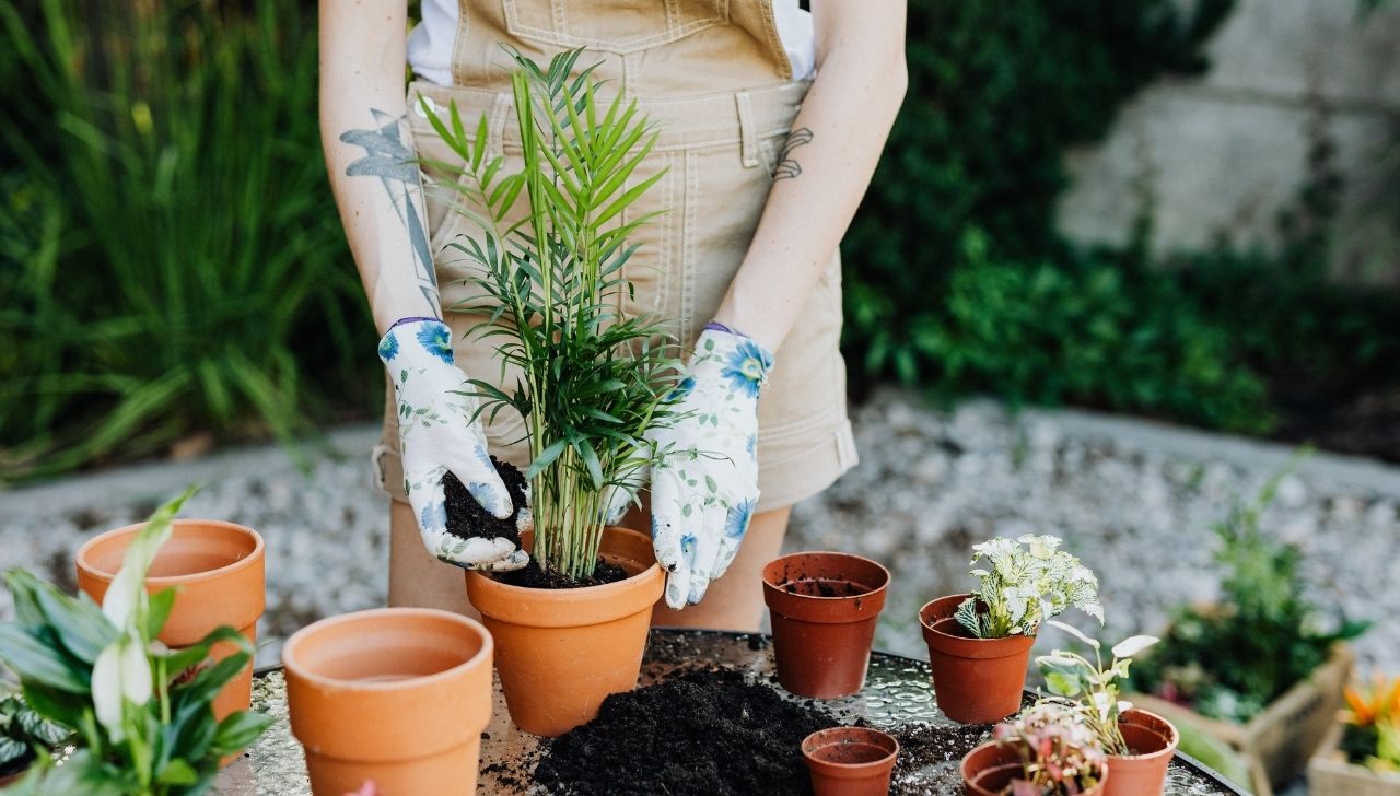 Areka Palmiyesi Bakım Kılavuzu - Uplifers