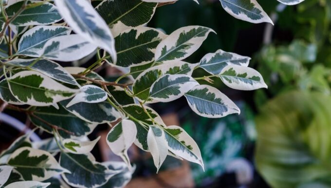 Benjamin Çiçeği Bakım Kılavuzu - Uplifers