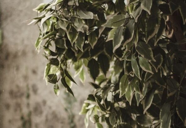 Benjamin Çiçeği Bakım Kılavuzu - Uplifers