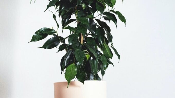 Benjamin Çiçeği Bakım Kılavuzu - Uplifers