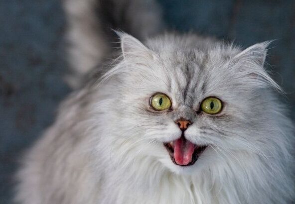 İran Kedisi Özellikleri ve Bakımı - Uplifers