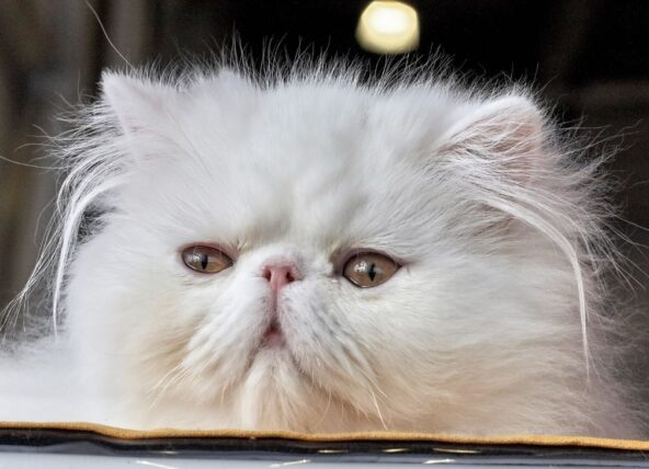 İran Kedisi Özellikleri ve Bakımı - Uplifers