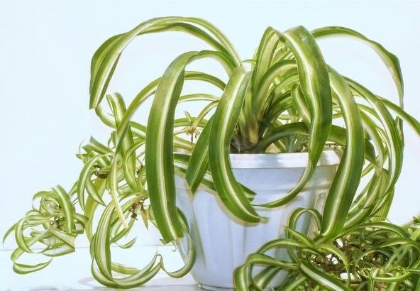 Kurdele Çiçeği Bakımı Nasıl Olmalı? - Uplifers