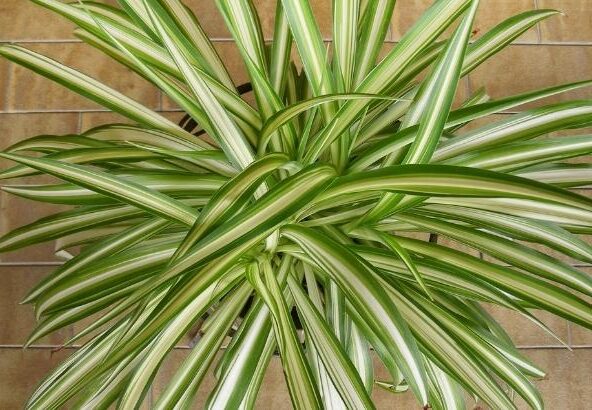 Kurdele Çiçeği Bakımı Nasıl Olmalı? - Uplifers