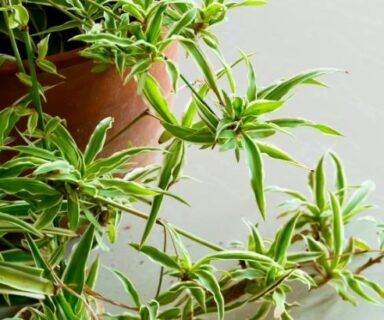 Kurdele Çiçeği Bakımı Nasıl Olmalı? - Uplifers