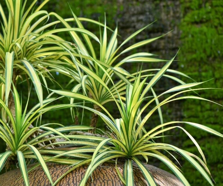 Kurdele Çiçeği Bakımı Nasıl Olmalı? - Uplifers