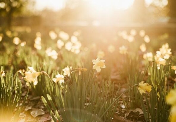 Nergis Çiçeği Bakımı Nasıl Yapılır? - Uplifers