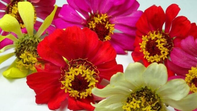 Zinya Çiçeği Bakımı Nasıl Yapılır?