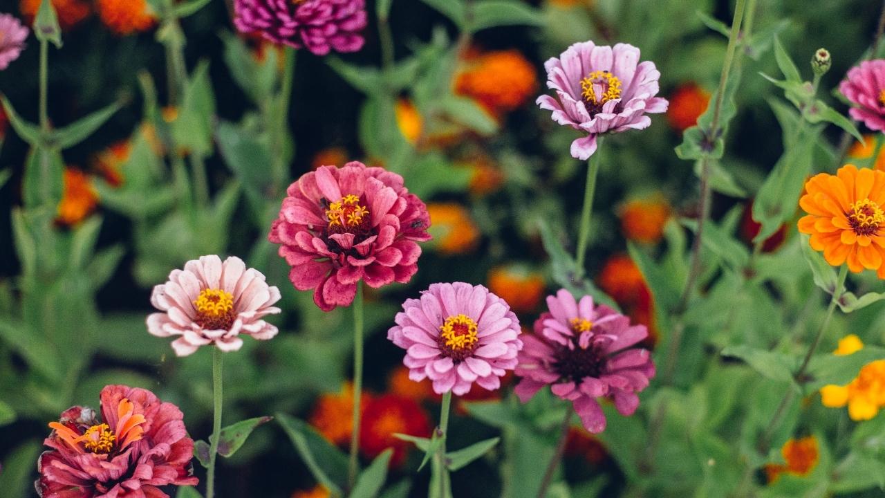Zinya Çiçeği Bakımı Nasıl Yapılır?