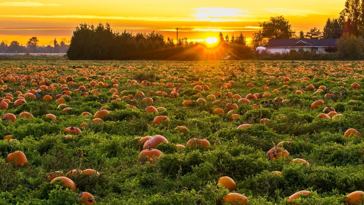 Sonbahar şarkıları: Ben Harper & Jack Johnson, Yard Sale