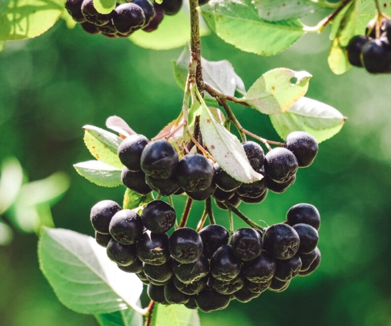 Aronya meyvesi: Aronya nedir, sağlığa faydaları nelerdir?