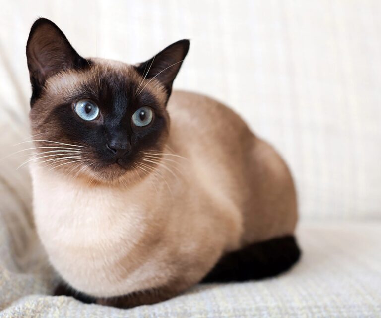 Siyam Kedisi Özellikleri ve Bakımı Rehberi