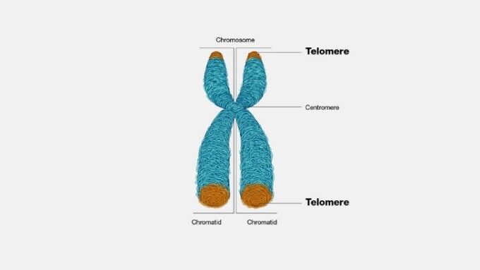 Telomer nedir, bu yapının kısalması sonucunda sağlık nasıl etkilenir?